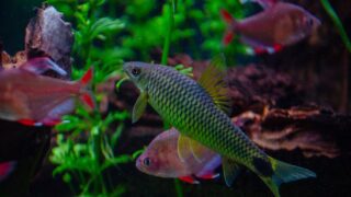 How to Set Up Your First Freshwater Aquarium A Step by Step Guide for ...