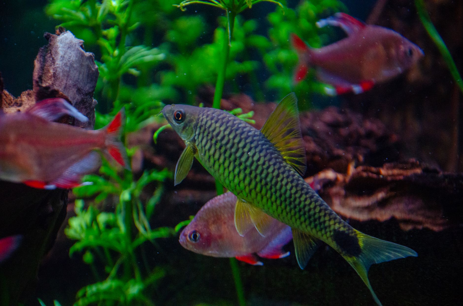 How to Set Up Your First Freshwater Aquarium A Step by Step Guide for ...