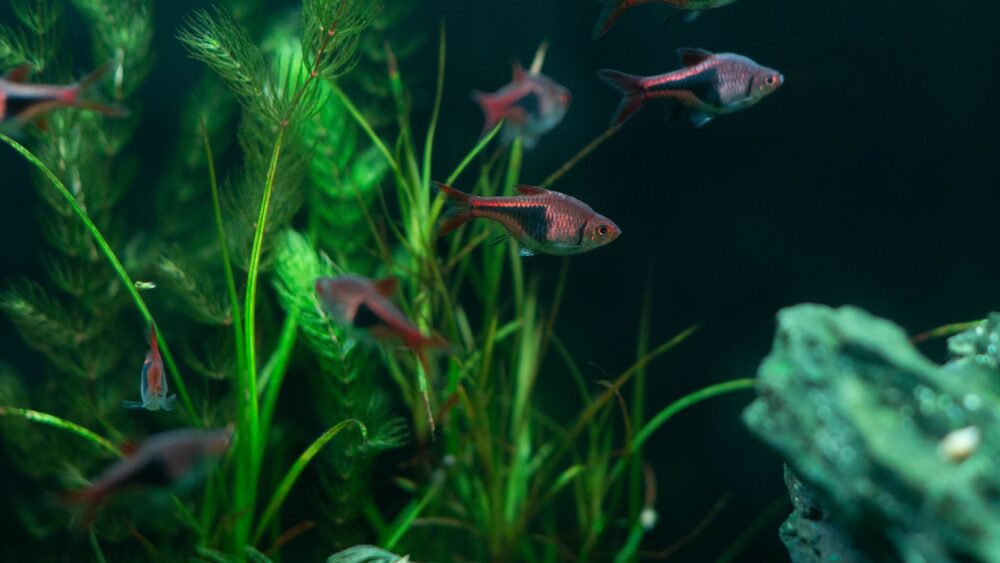 Best Low Maintenance Live Plants for a Beautiful Freshwater Aquarium ...