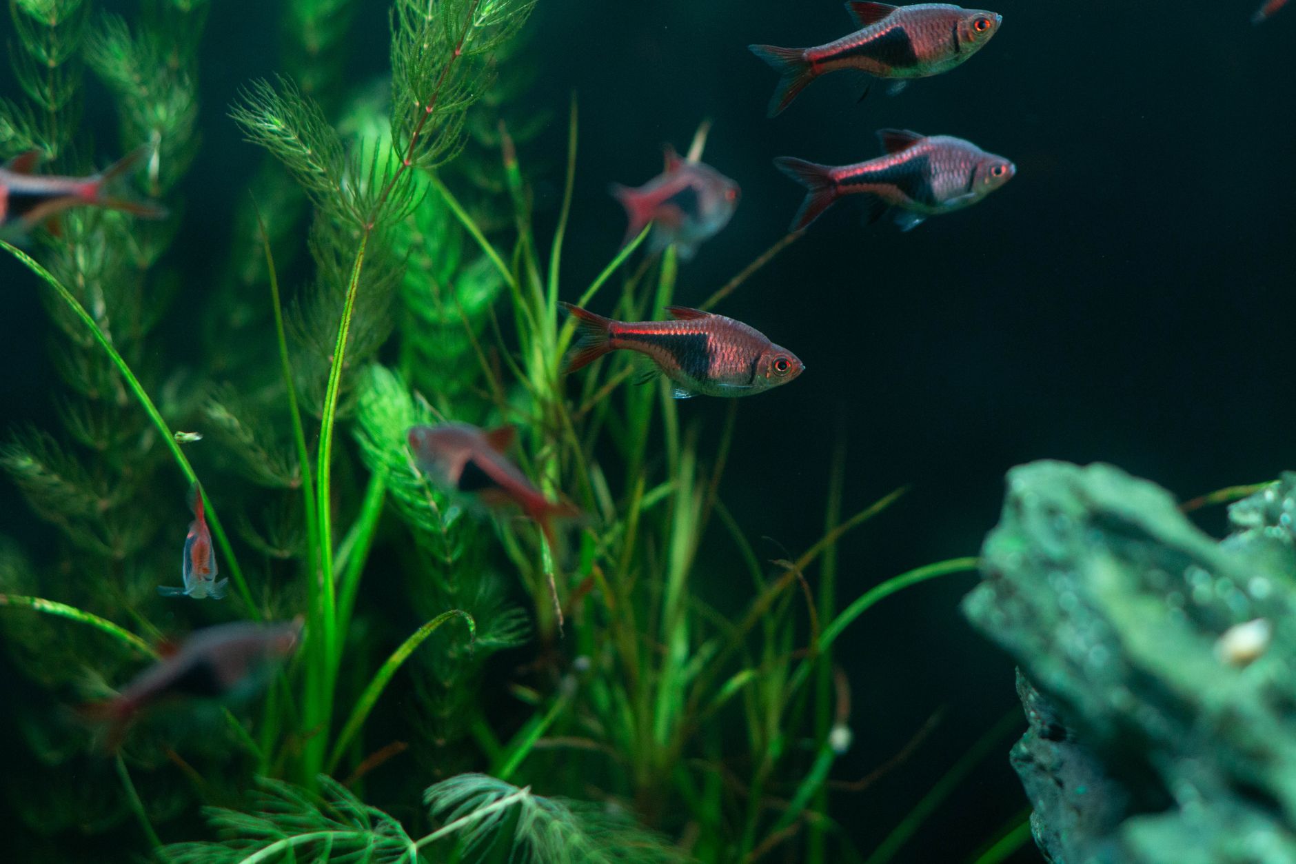Best Low Maintenance Live Plants for a Beautiful Freshwater Aquarium ...