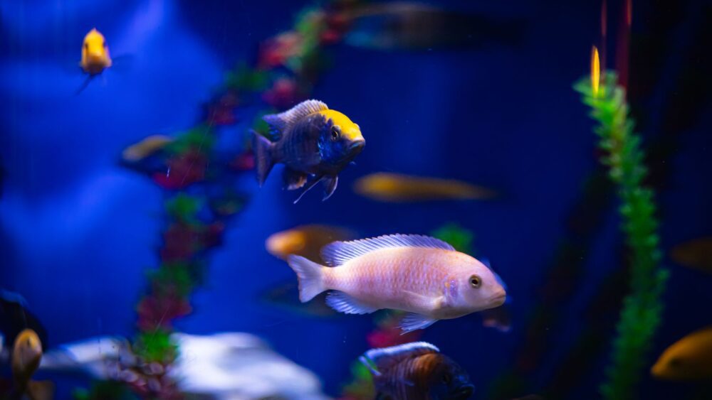 Effective Algae Management Tips for a Balanced Aquascape - AviSpark